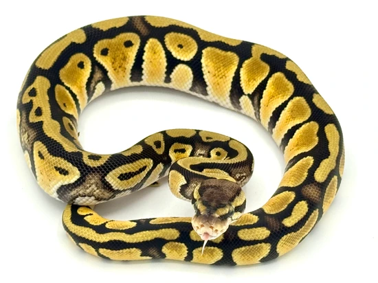 2.2 66% Het Puzzle Group - 4 Animals - NO RESERVE Ball Python by King ...