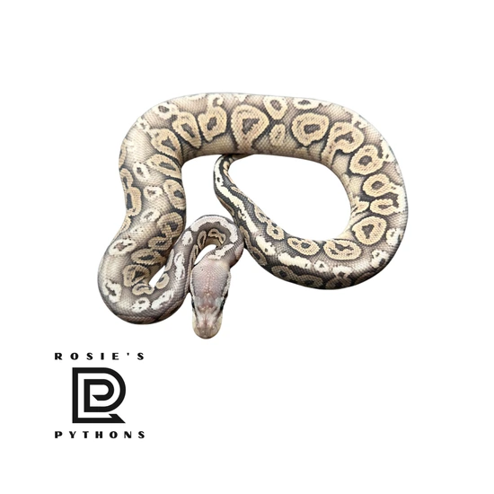 Black Pewter Hypo Het G-Stripe Ball Python by Rosie’s Pythons