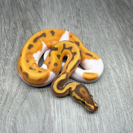 OD Ultramel Pied Ball Python by Red Onion Reptiles