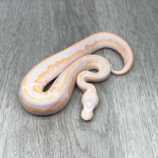 YB Cinnamon Mahogany Lavender Het Pied Ball Python by Red Onion Reptiles