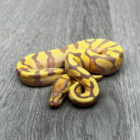 OD Enchi Banana Het Pied Ball Python by Red Onion Reptiles