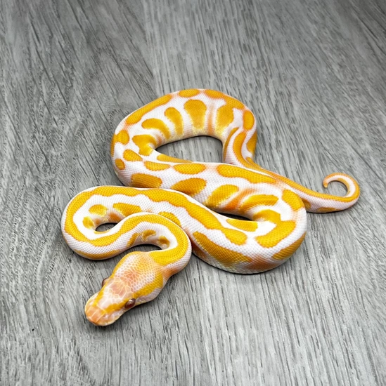 Cinnamon Enchi Lavender Het Pied Ball Python by Red Onion Reptiles