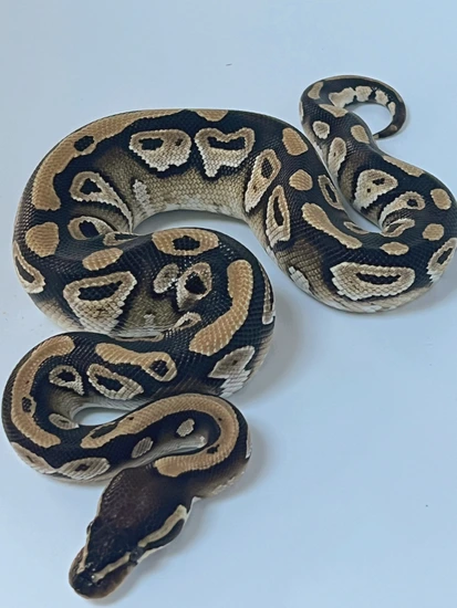 Mojave Harlequin Double Het Hypo Tri-stripe Ball Python by Inky clouds