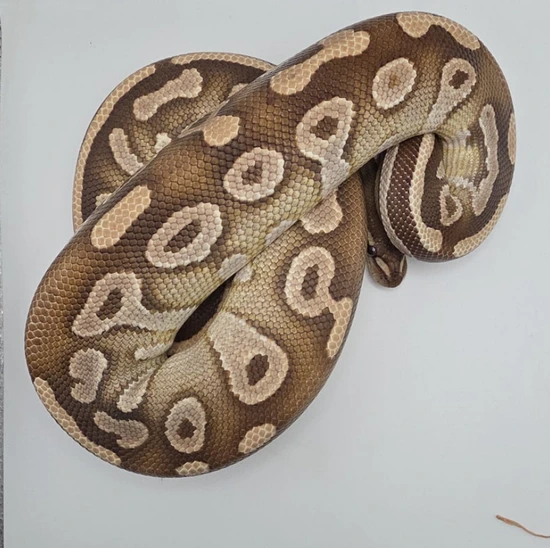 RTB Asphalt Ultramel Pied Project Ball Python by Inky clouds
