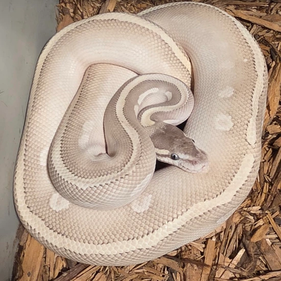 RTB Redhead Hypo Super Banana Clown Project Ball Python by Inky clouds