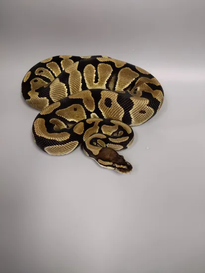 Triple Het Enhancer, Clown, & Genetic Stripe Ball Python by Beasties a ...