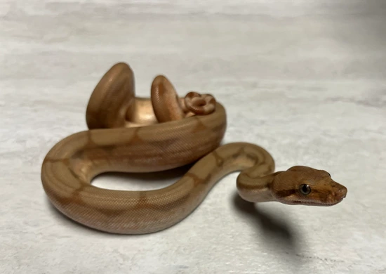 CA T+ Fire Boa Boa Constrictor by Beasties a pet store & more