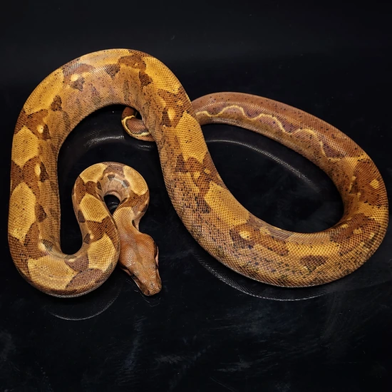 Hypo Blood PDH VPI T+/Kahl Albino Boa Boa Constrictor by Beasties a pet ...