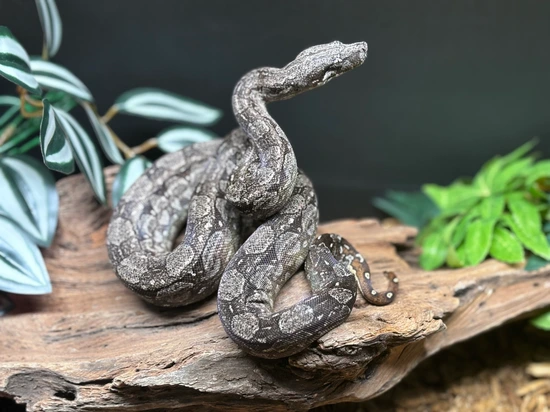 0.1 Maxx Pink Argentine Boa Argentine Boa Constrictor by Beasties a pet ...