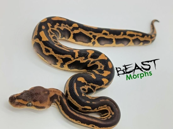 Mahogany Leopard Crypton Ball Python by Beast Morphs