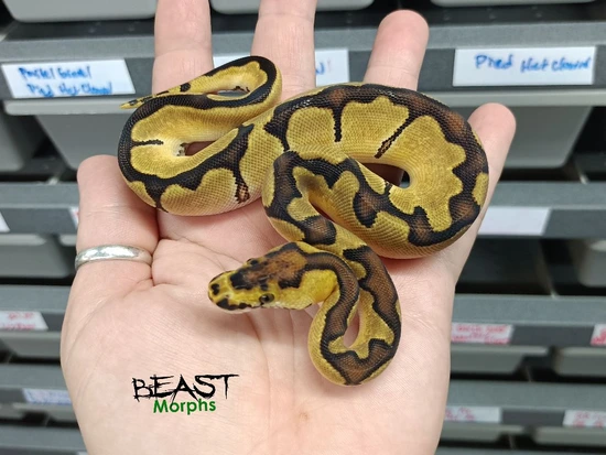 Enchi Clown (YB) (OD) Ball Python by Beast Morphs