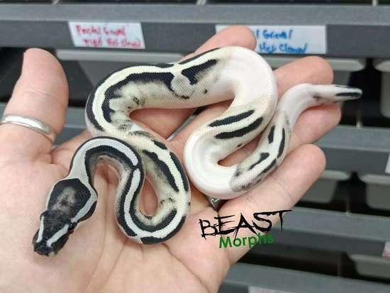 DG Axanthic VPI Pied Ball Python by Beast Morphs