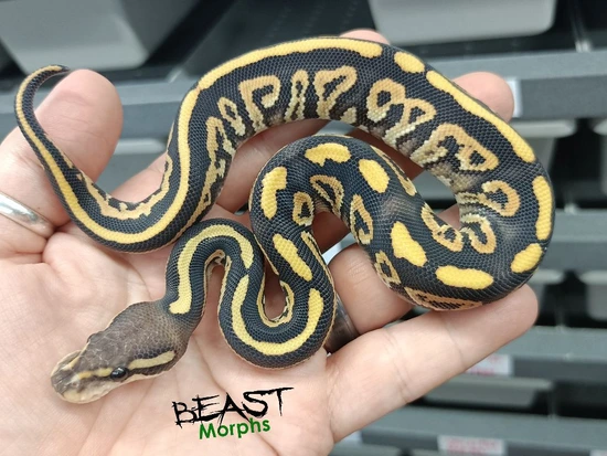 Black Pastel Mystic DG Het Clown Ball Python by Beast Morphs