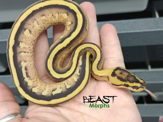 Superstripe Double Het DG Crypton Ball Python by Beast Morphs