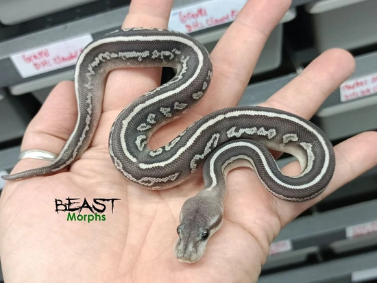 Onyx Mystic (YB) Het Desert Ghost Ball Python by Beast Morphs