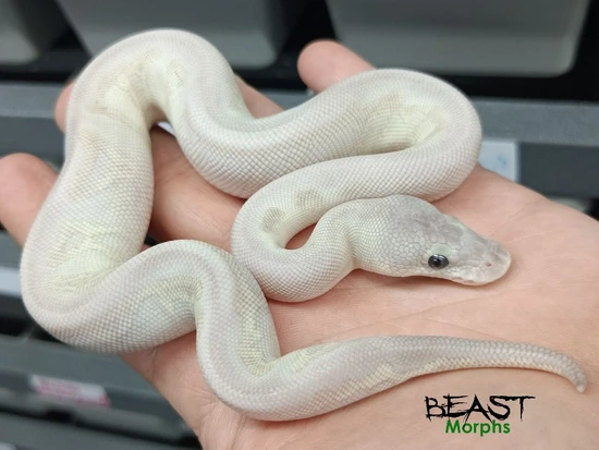 Mystic Potion Clown Ball Python by Beast Morphs