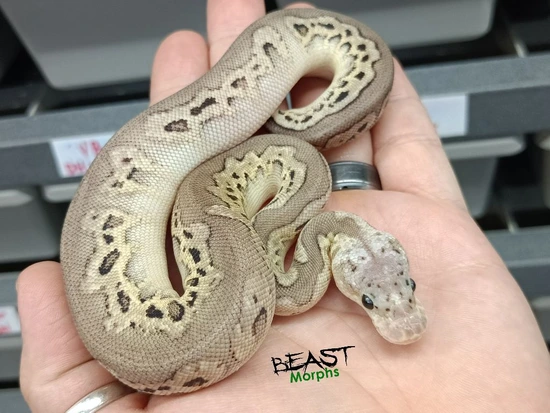 Super Pastel Cinnamon Clown Ball Python by Beast Morphs
