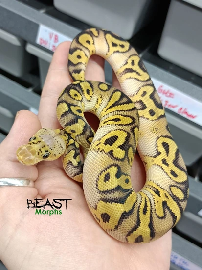 Mahogany Pastel Clown 66% Het Hypo Ball Python by Beast Morphs