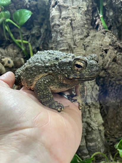 Giant Asian Toad by Beast Pets Vista