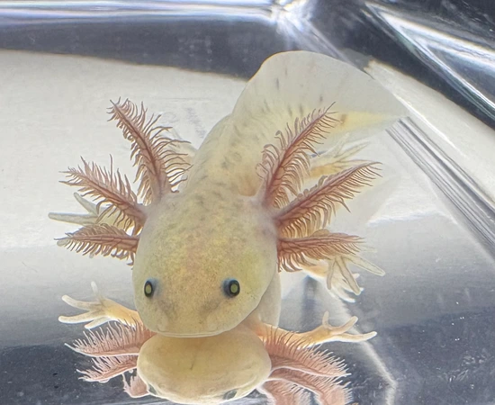 "Evermore" 3-4 Inch GFP Spotted MAC (I Think) Axolotl by Beck'sandJo'slotls