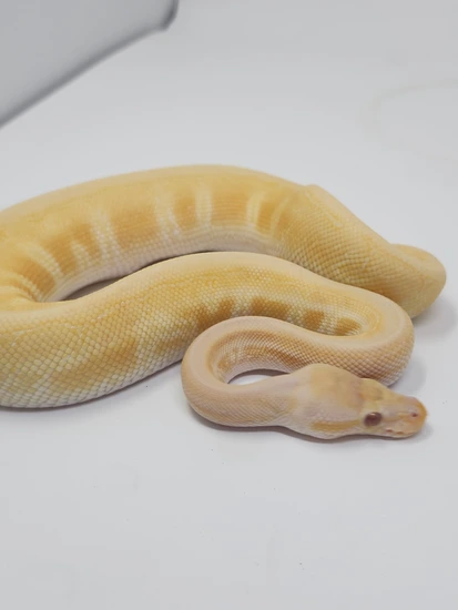 Enchi HGW Odium Leopard Lavander Albino Ball Python by Finger Snakes