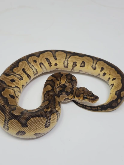 Acid Clown Ball Python by Finger Snakes