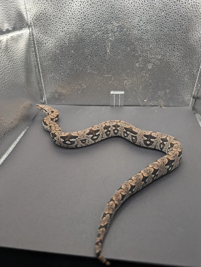 Sparkler 4th Of July Clutch Dumeril's Boa by Belle of the Balls Pythons