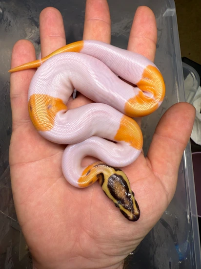 Super Orange Dream Super Enchi Fire Pied Ball Python by Ben_CincySnakes