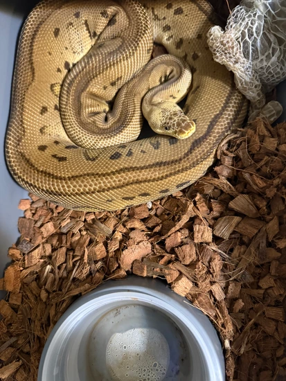 Pastel Leopard Clown Ball Python by Infinity Morphs