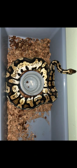 Pastel Calico Het Clown Ball Python by Infinity Morphs