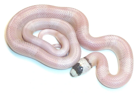 Mike Falcon Patternless Ghost Honduran Milksnake Honduran Milk Snake by ...