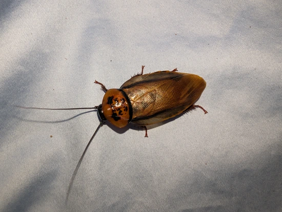Orange Head (Eublaberus Sp. Posticus) 20 Ct Cockroach by The Bug Gremlin