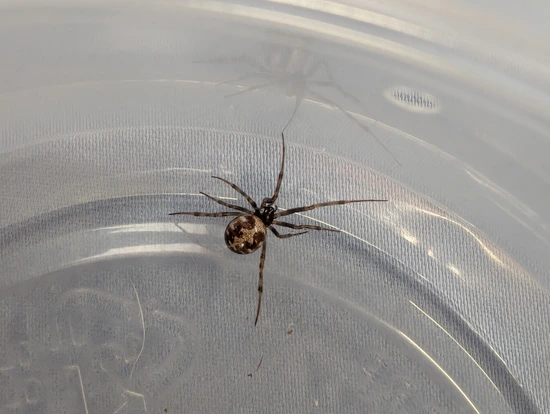 Triangulate Cobweb Spider (Steatoda Triangulosa) Female Adult Other ...