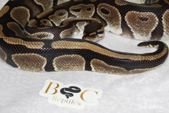 Normal PB Ball Python by B & C Reptiles