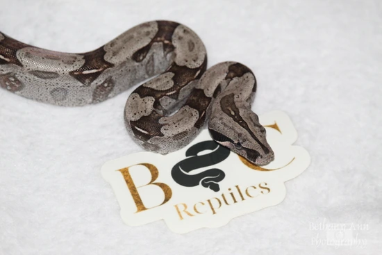 USCBB Guyana Red Tail Boa (BCC) True Red-Tailed Boa Constrictor by B ...
