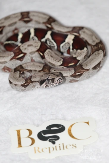 USCBB Guyana Red Tail Boa (BCC) True Red-Tailed Boa Constrictor by B ...