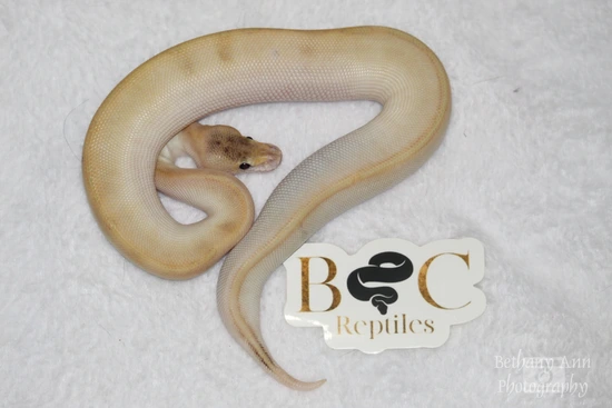 Champagne Fire Cinnamon Butter Ball Python by B & C Reptiles
