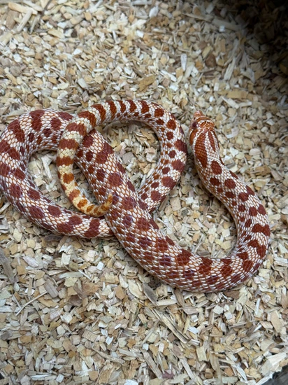 Extreme Red Purple Line Albino Western Hognose by Paragon Reptile