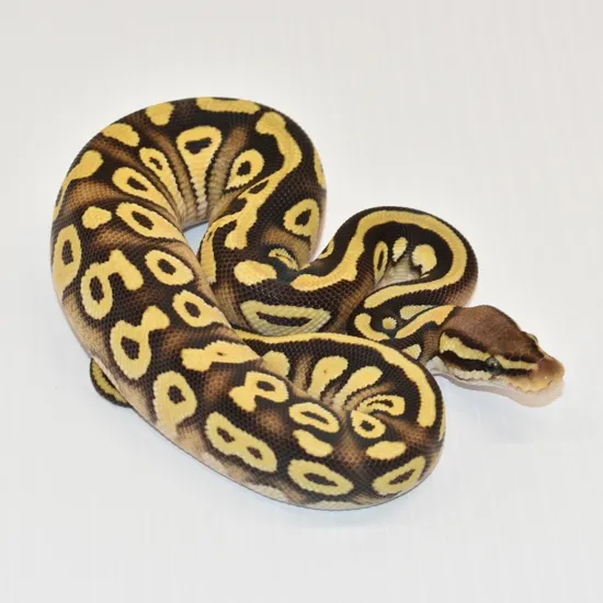 Pastel Mojave 100%Dbl.HetPied/Hypo Ball Python by Royal Serpent Addiction