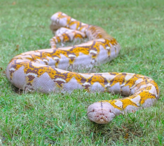 Caramel Mocha Retic Reticulated Python by Gilly’s Snake Pit