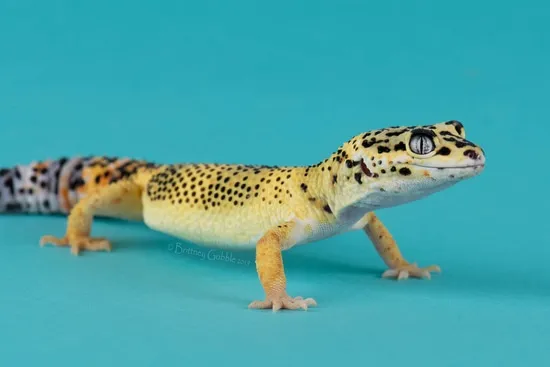 Lemon Frost (LG190408IF1) Leopard Gecko by Gobble’s Reptiles