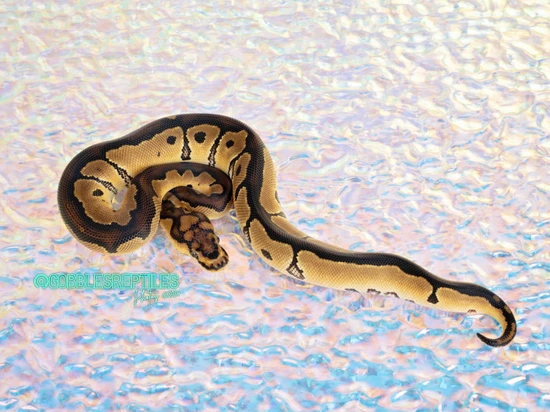 Jedi Clown Het TSK Axanthic Ball Python by Gobble’s Reptiles