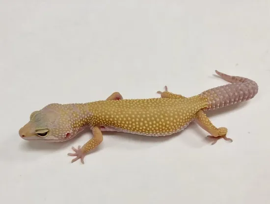 Albino Tremper Murphy Patternless Leopard Gecko by BHB Reptiles