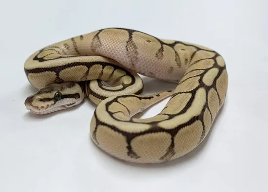 Mojave Spider Spector Ball Python by BHB Reptiles