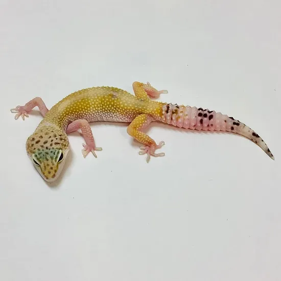 Hypo Mack Snow W/Y Eclipse Leopard Gecko by BHB Reptiles