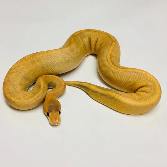 Mimosa Ball Python by BHB Reptiles