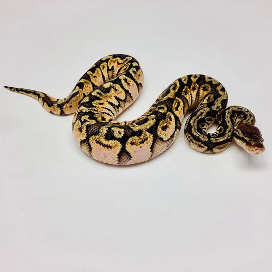 Pastel Lesser Russo Hidden Gene Woma Ball Python by BHB Reptiles