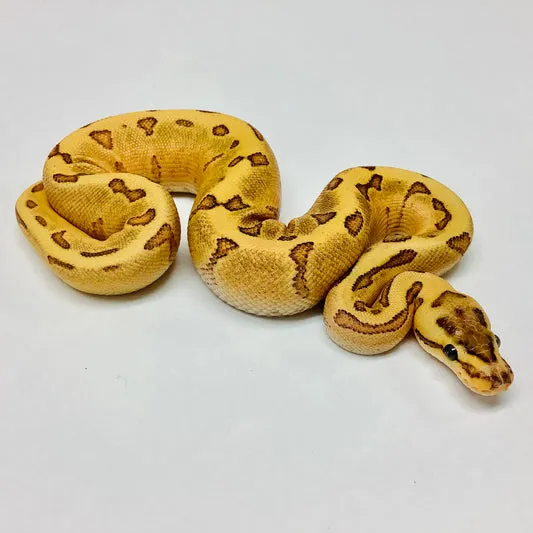 Fire Enchi Pinstripe Yellowbelly X-treme Ball Python by BHB Reptiles