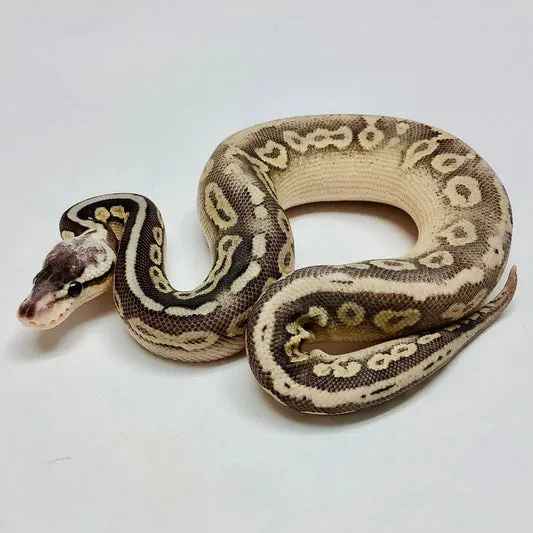 Sterling Bongo Ball Python by BHB Reptiles