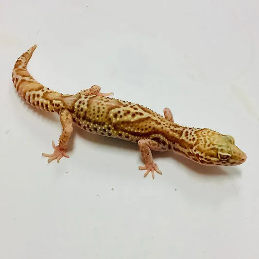Mack Snow Bell Het Blizzard Leopard Gecko by BHB Reptiles